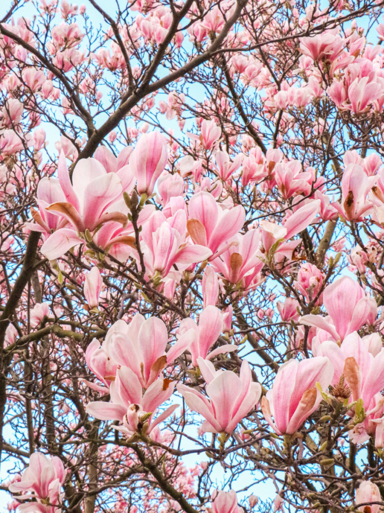 Floral London: A Guide to Seeing the City in Bloom - The London Eats List