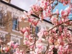 Spring in London: A Complete Guide - The London Eats List