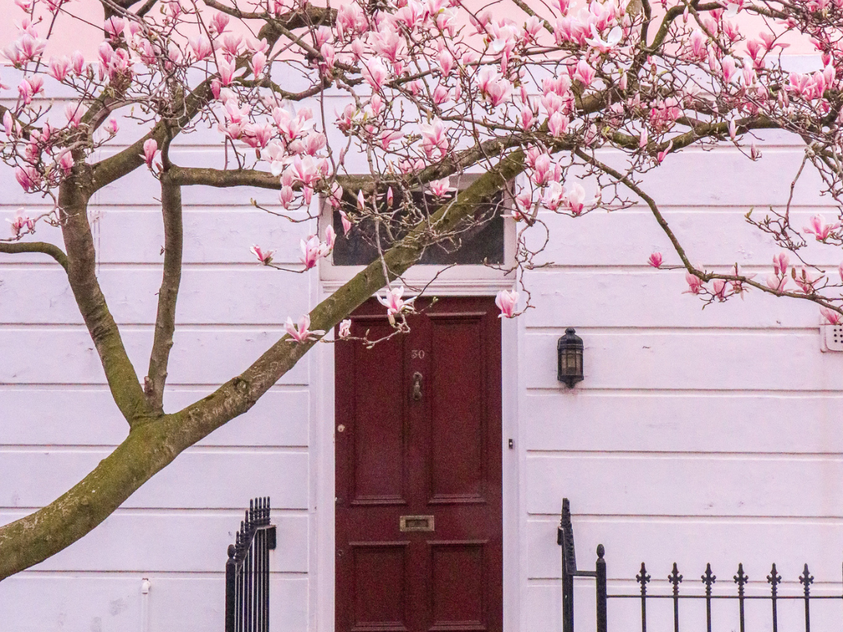 Where to See Magnolias in London 2024 - The London Eats List